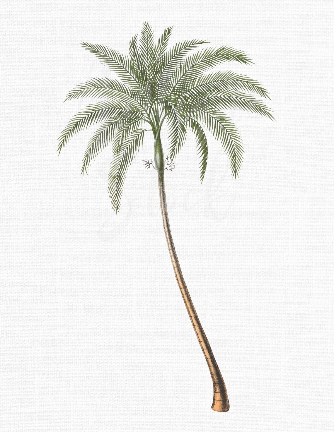 Palm Tree Clipart "hurricane Palm" Digital Download Printable PNG and ...