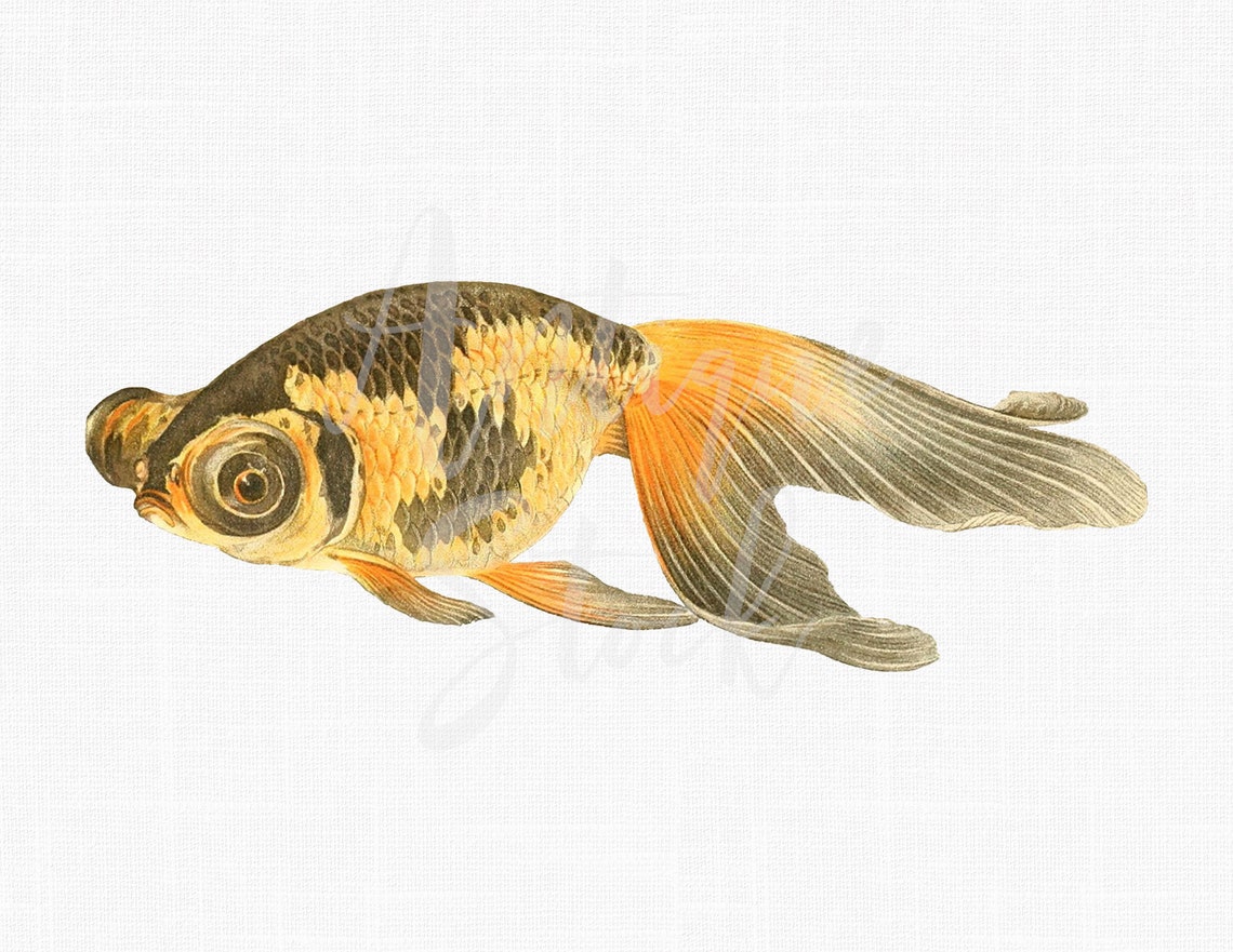 Printable Goldfish Digital Image PNG / JPG Files deme - Etsy
