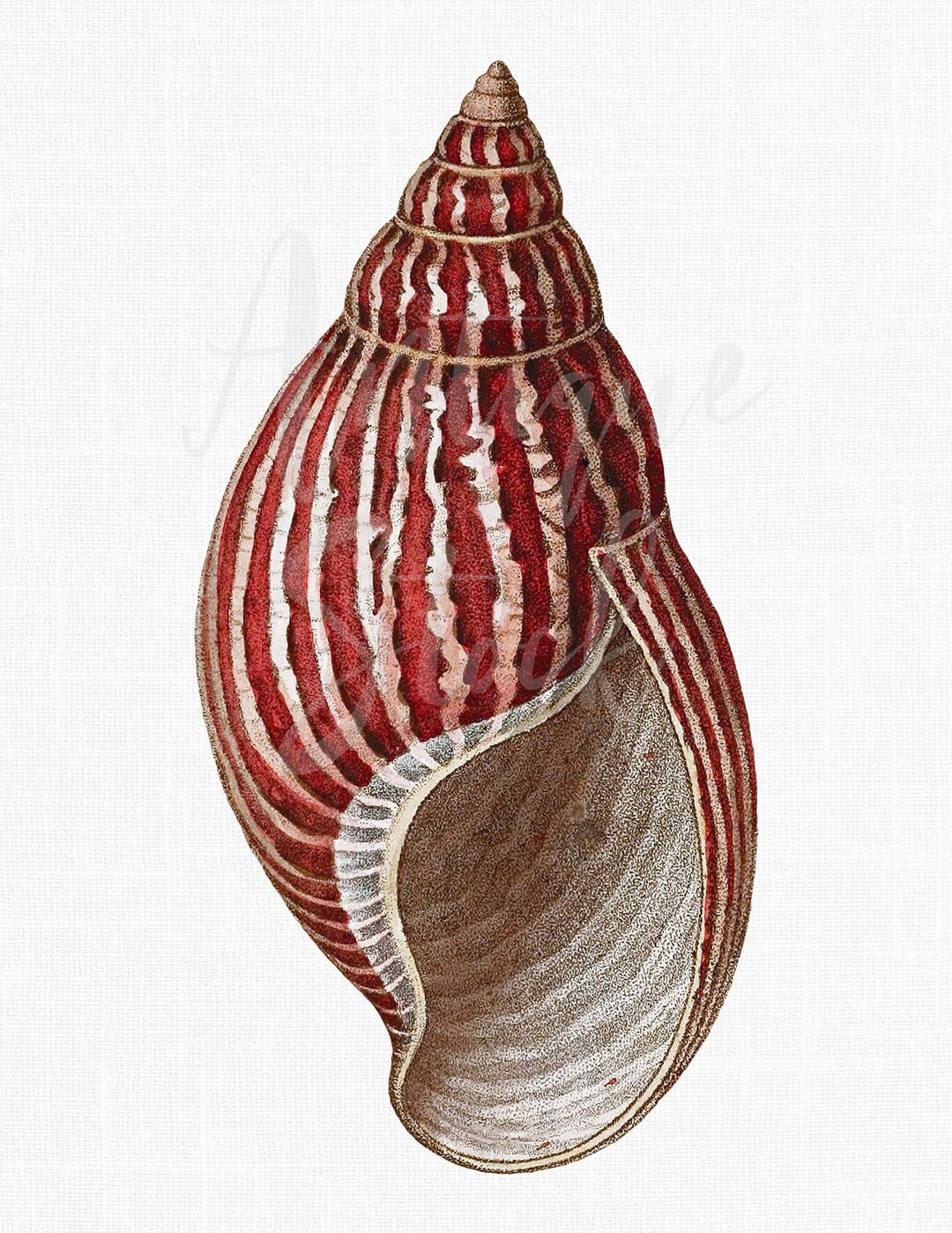 Seashell Clip Art, Printable Vintage Shell Art, Digital Download Image ...