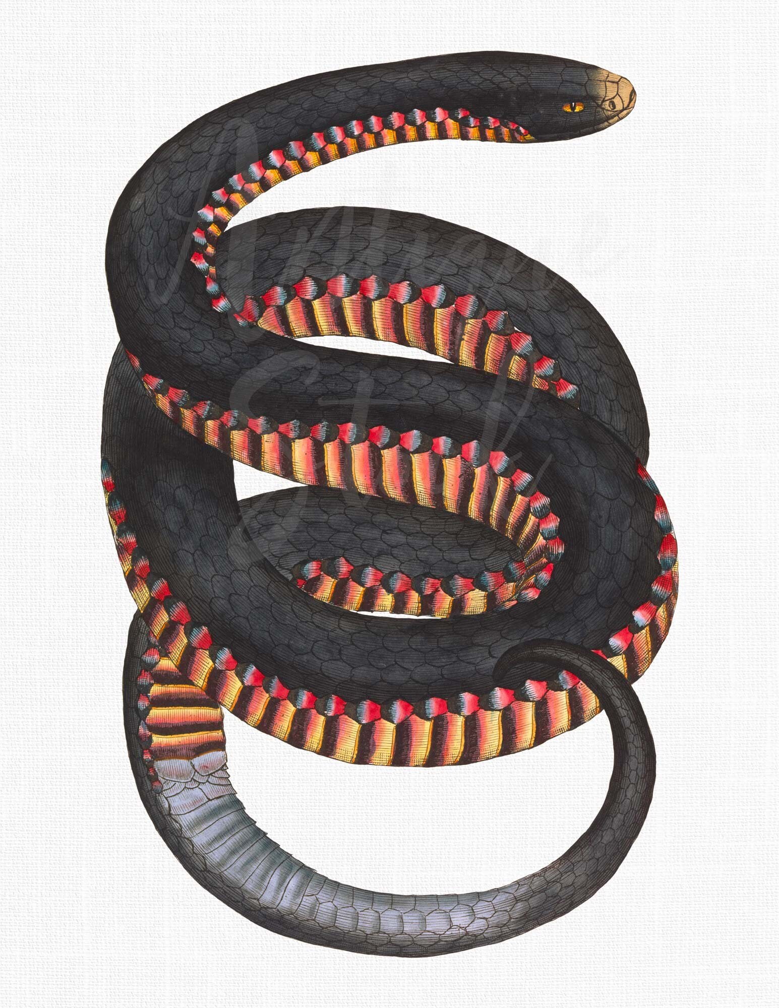 Snake Sublimation PNG Image red-bellied Black - Etsy