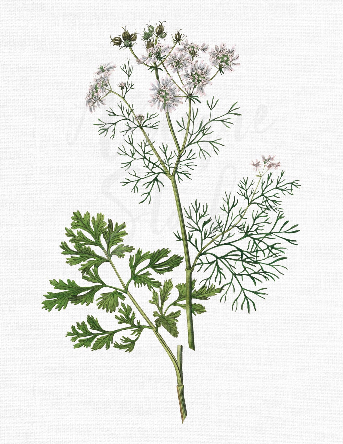 Herb Print Digital Download, Printable Botanical Illustration "cilantro ...