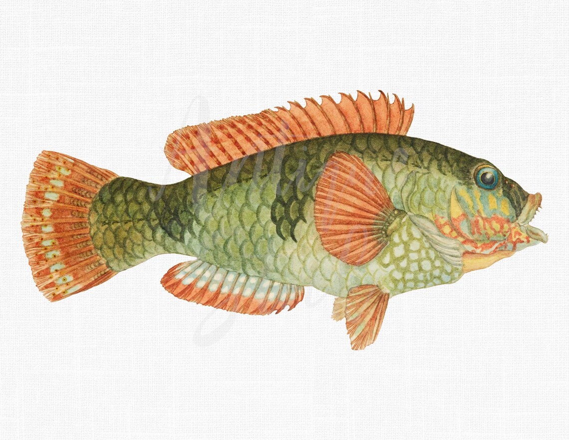 Antique Fish PNG Image wrasse Illustration Digital - Etsy