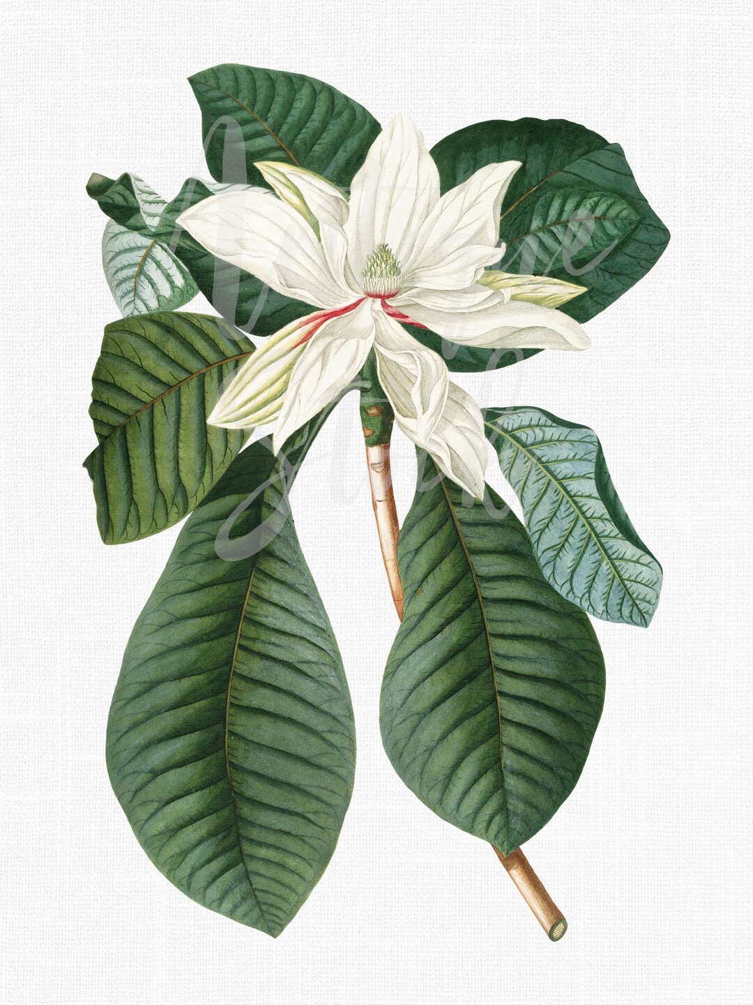 Botanical Illustration PNG & JPG Files "magnolia Oblonga" Digital ...
