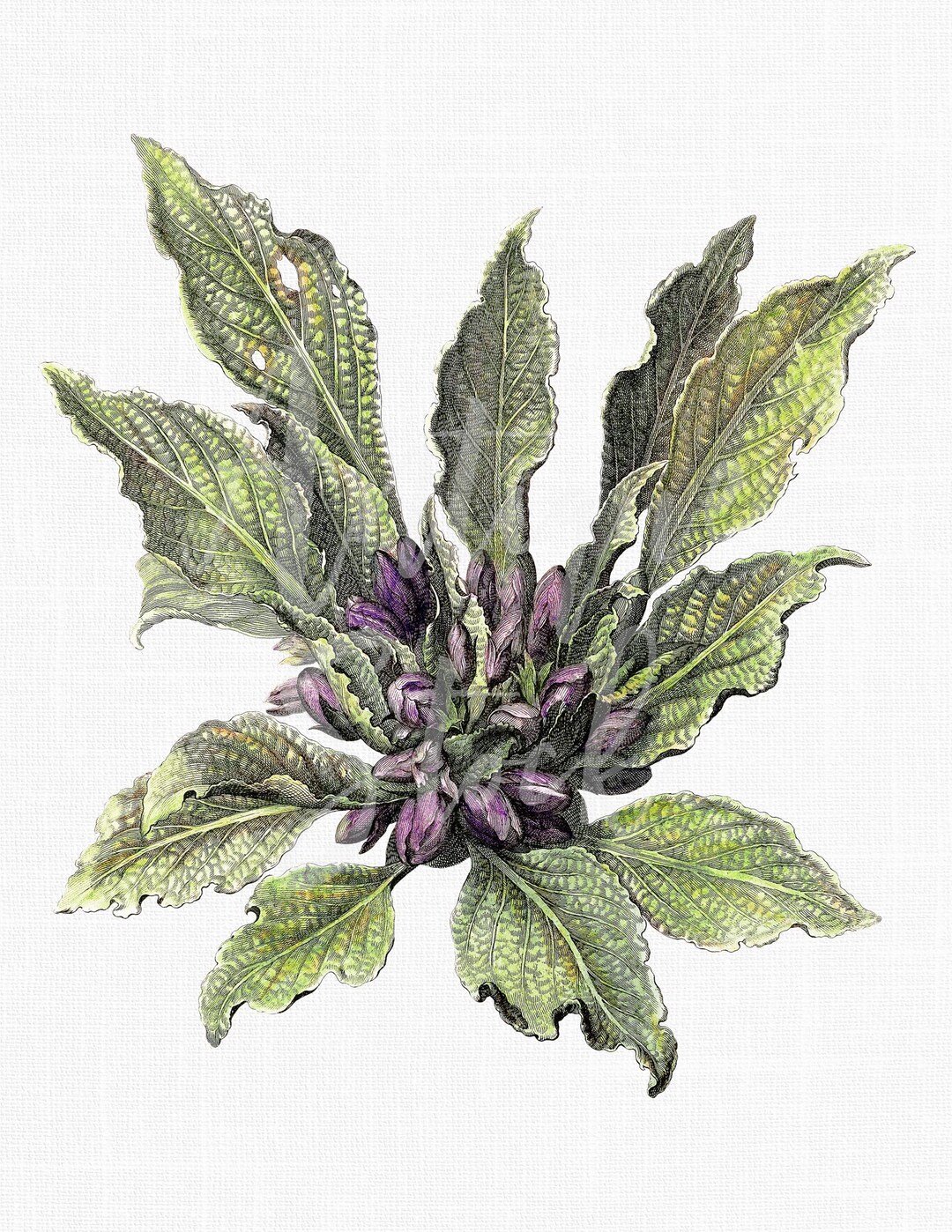 12x16 Botanical Printable Art mandrake Vintage Flower Print for Crafts ...