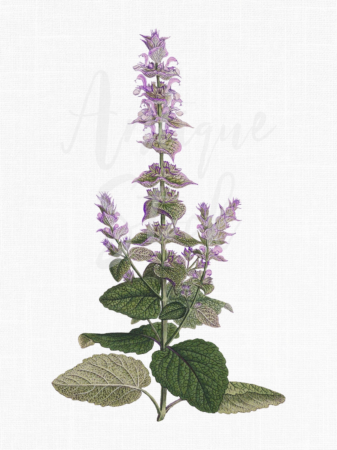 Salvia Plant Clipart, Botanical Illustration "clary Sage" Digital ...
