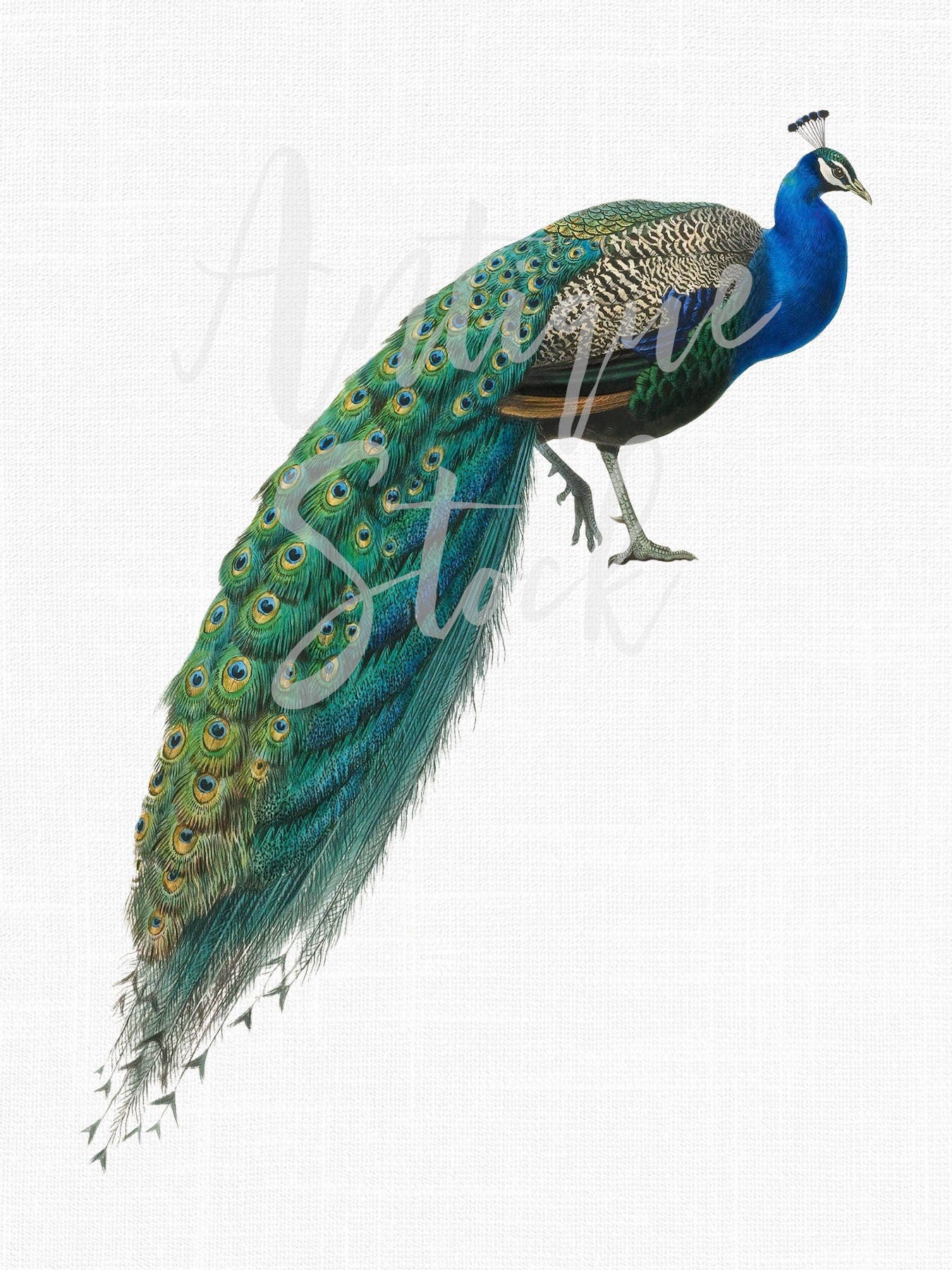 Bird Clip Art Vintage Peacock Image indian Peafowl - Etsy UK