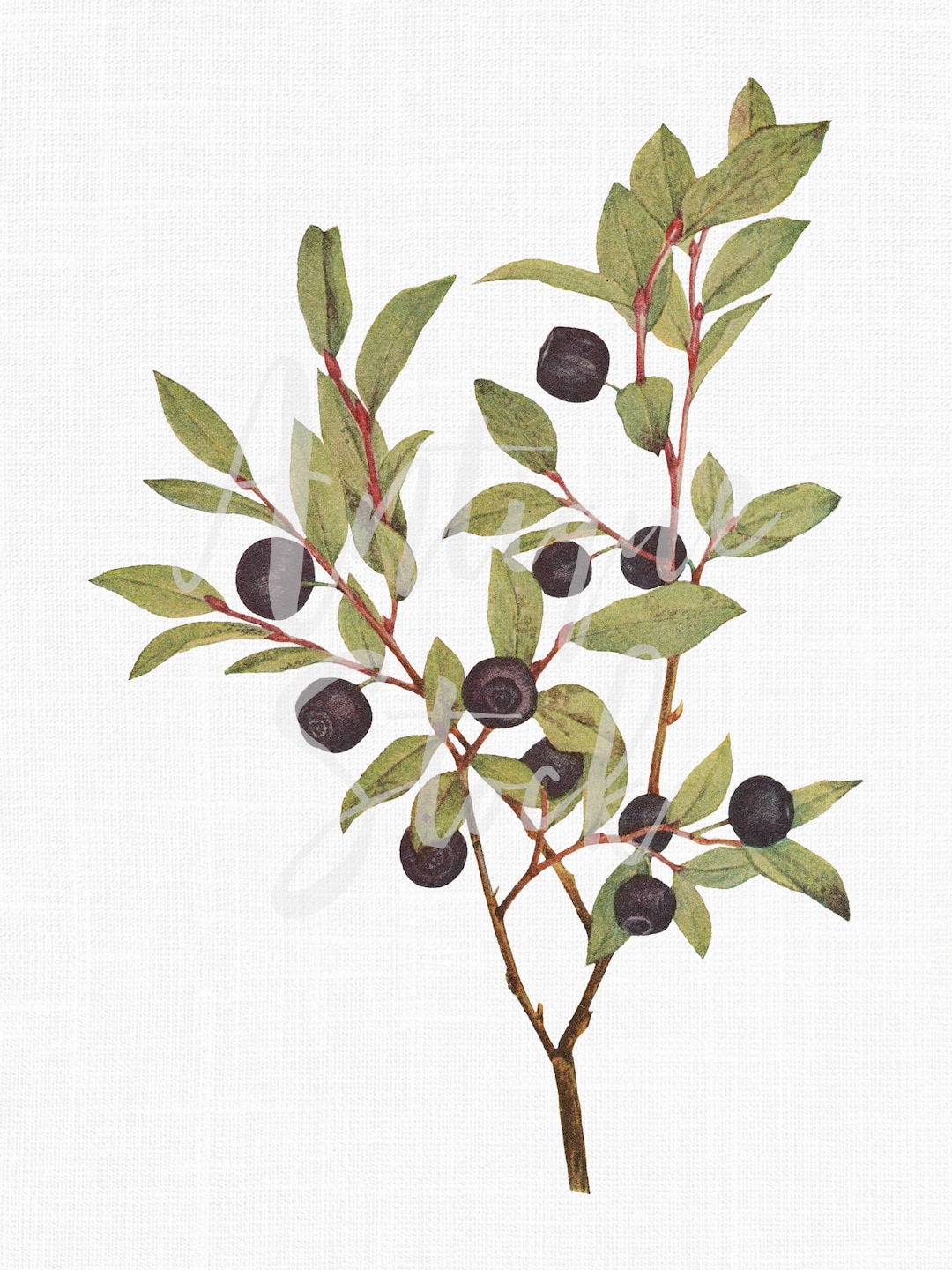 Digital Download "huckleberry" Branch Botanical Illustration Clip Art ...