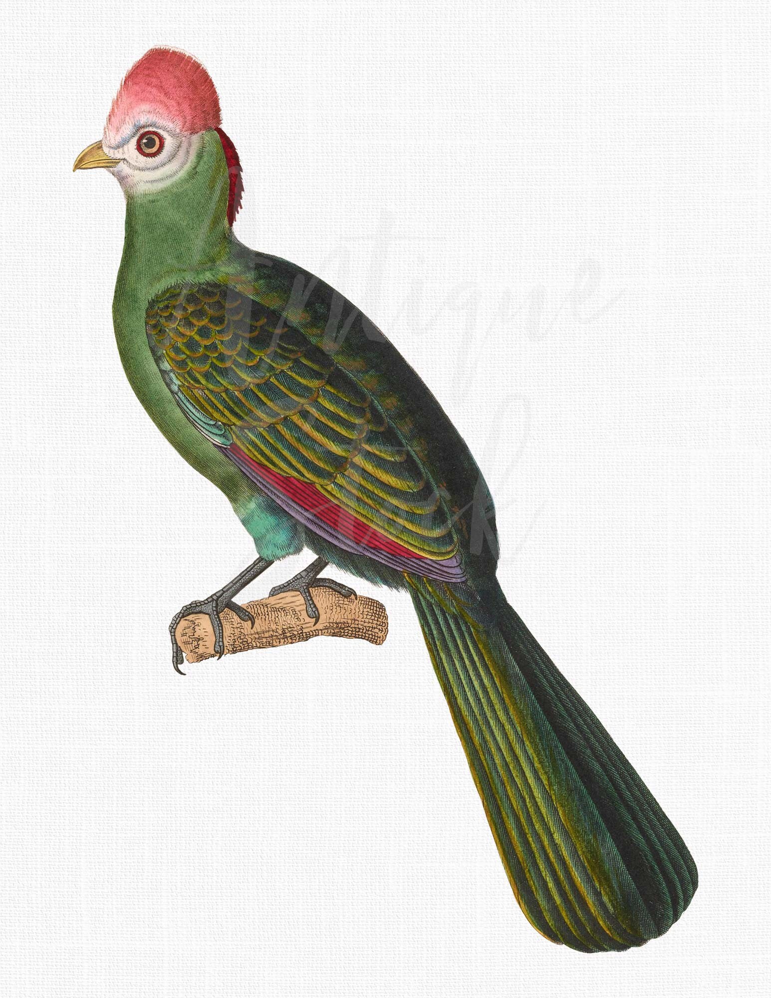 Watercolor PNG Red-crested Turaco Printable | Etsy