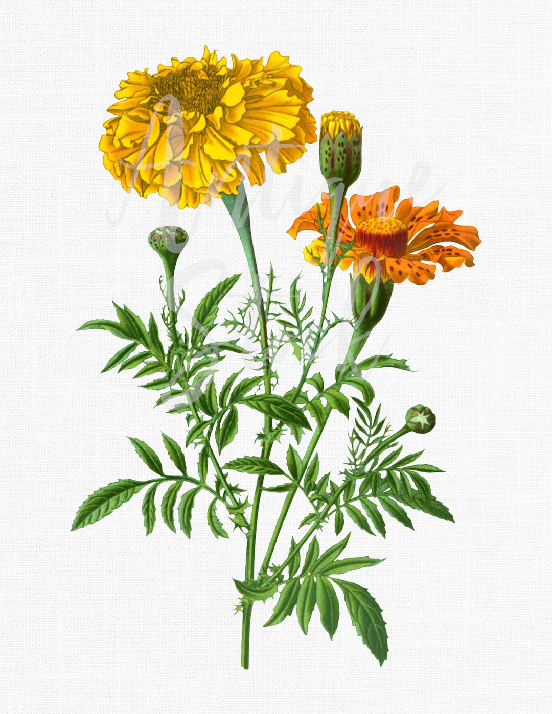 Flower Clip Art "aztec Marigold" Digital Download, Autumn Botanical ...