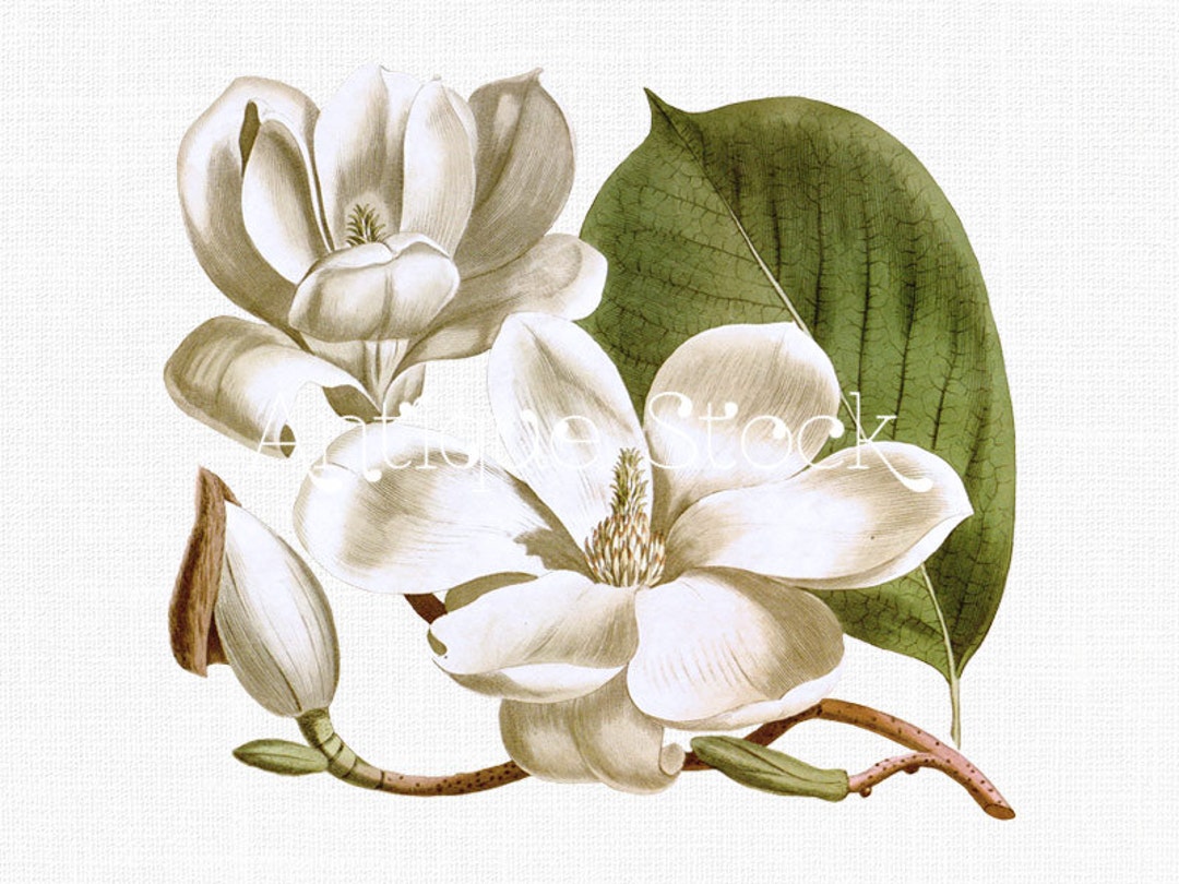 White Flowers "yulan Magnolia" Digital Download Botanical Illustration ...
