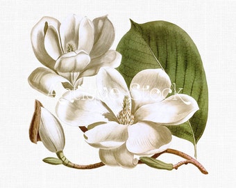 Botanical Print by Pierre Redoute, White Magnolia, Printable Art ...