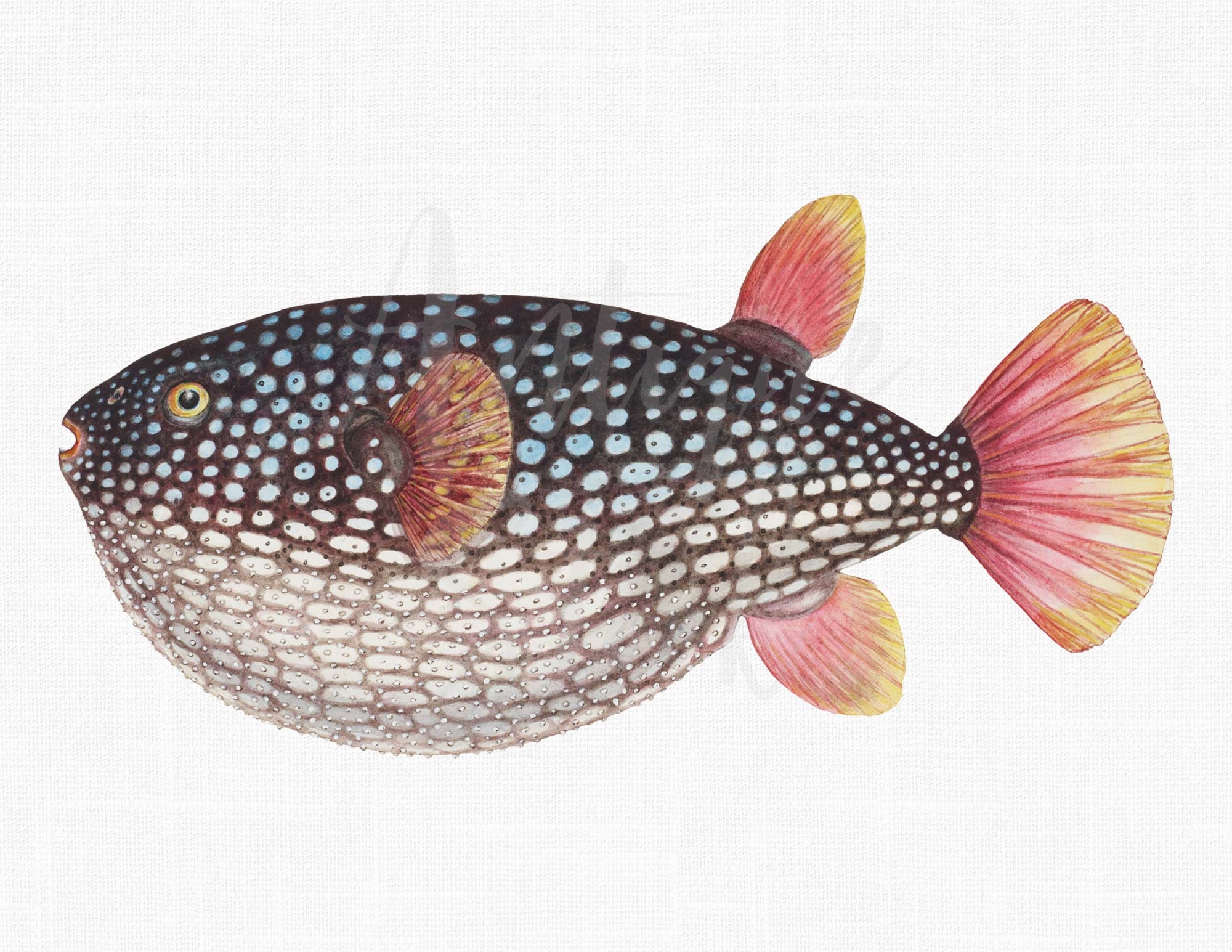 Fish Clipart Printable Image gillbanks Globe Fish | Etsy