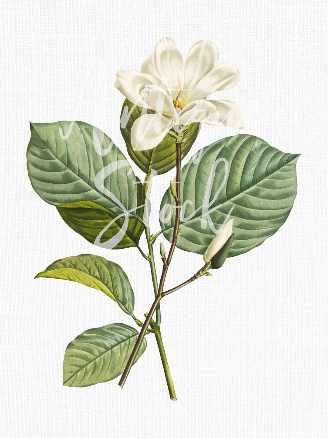 White Flower Clip Art "magnolia Yulan" Digital Download PNG and JPG ...