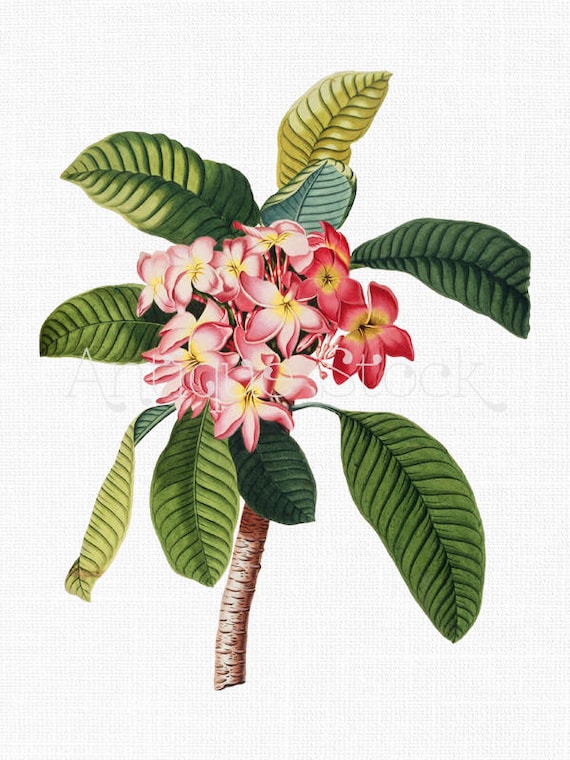 Plorera Clipart Flowers