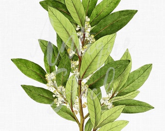 Bay Leaf Hand Drawn Clipart, Botanical Illustration, PNG Elements ...