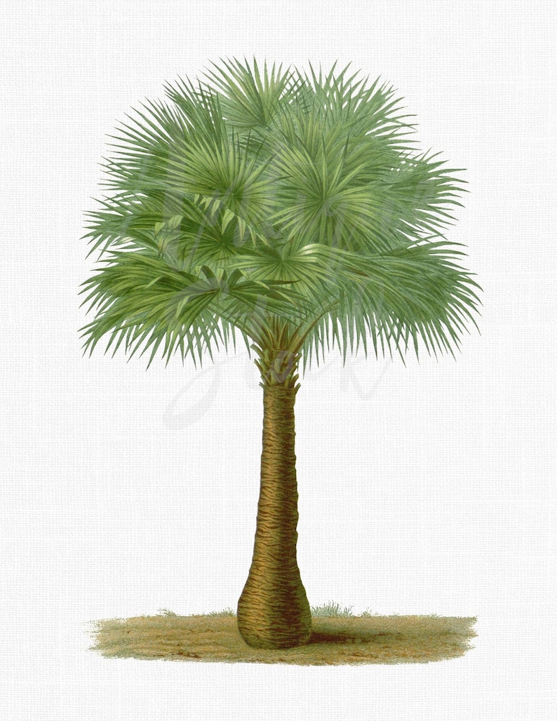 Palm Graphic "cabbage-tree Palm" Tree Illustration Instant Download for ...