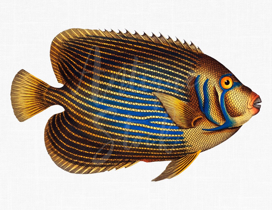 Antique Fish Drawing "emperor Angelfish" Illustration Digital Download ...