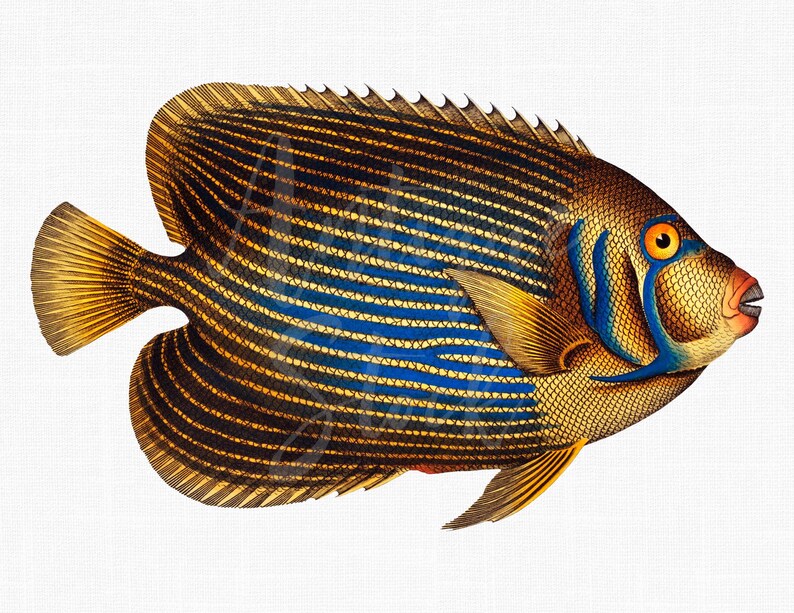 Antique Fish Drawing emperor Angelfish - Etsy