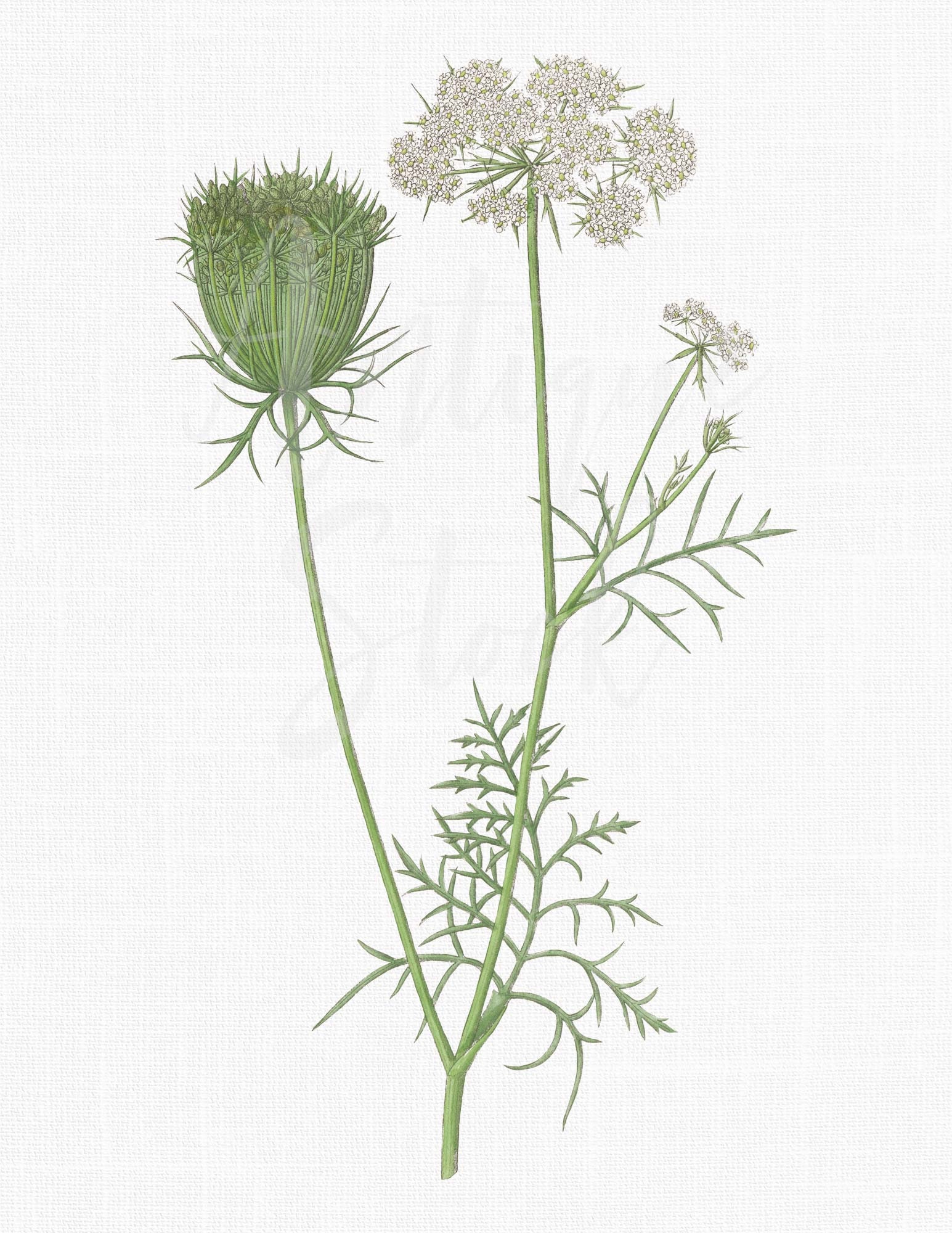 Wild Carrot