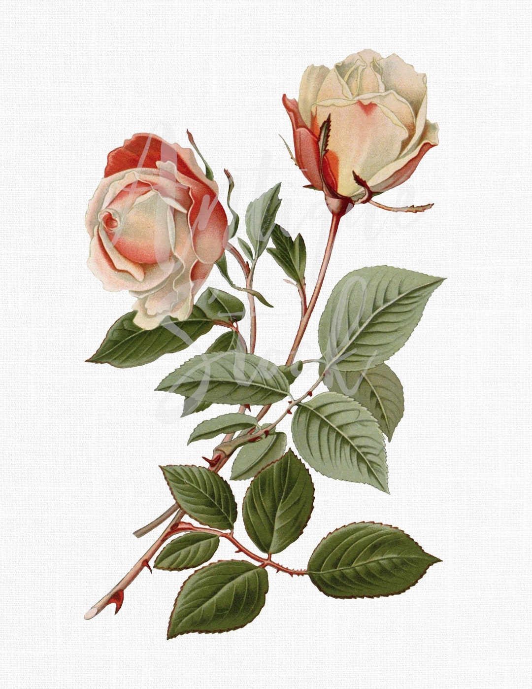 Rose Flower Digital Download safrano Rose Vintage Botanical Drawing for ...