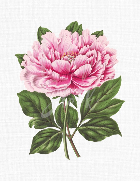 Single Pink Peony Clipart