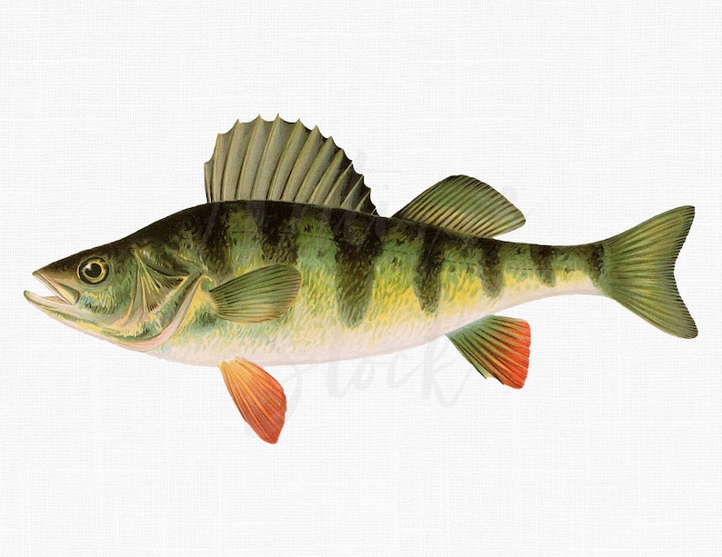 Perch PNG Fish Vintage Illustration "barred Perch" Digital Download for ...