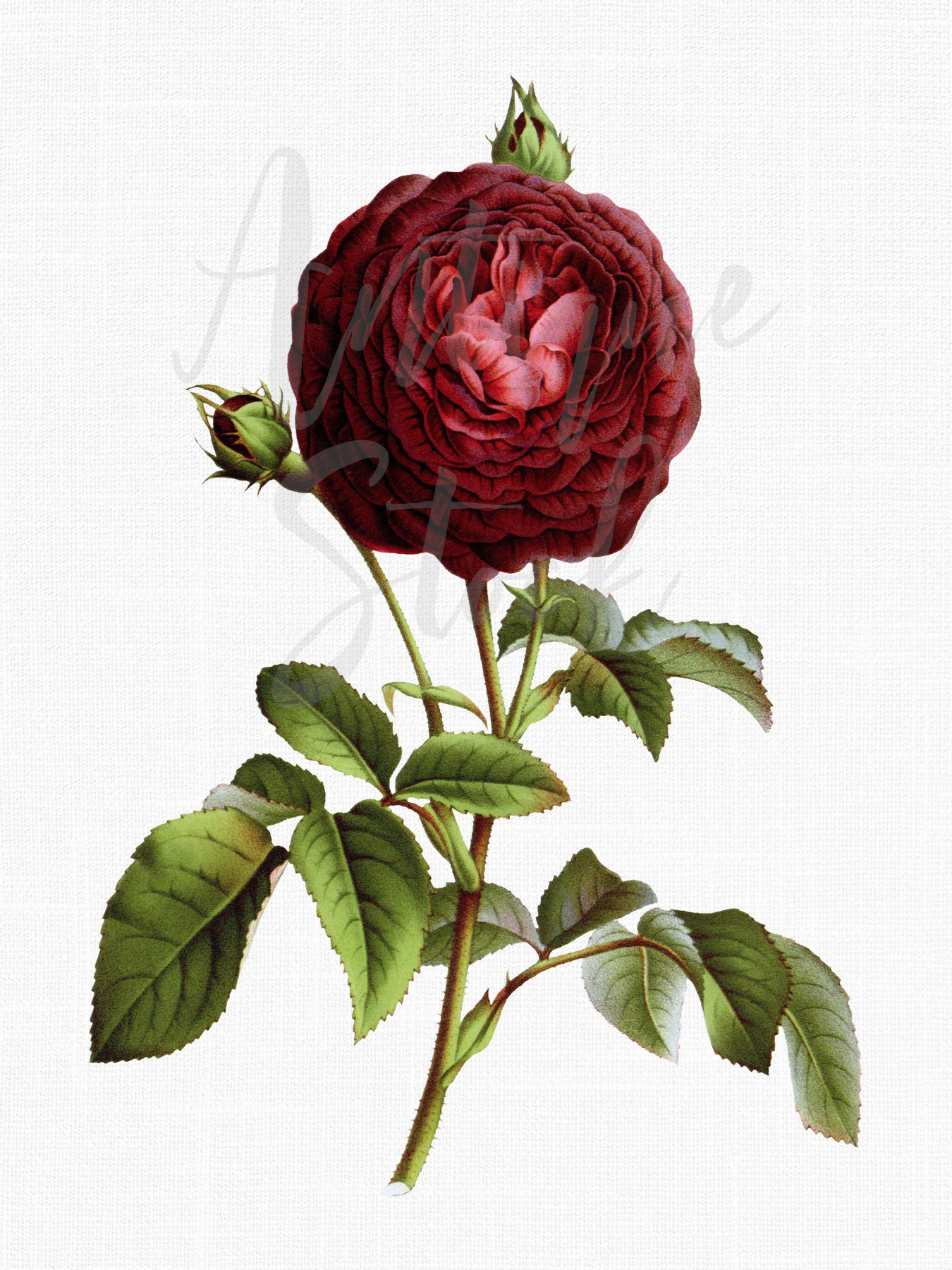 Rose Clip Art Botanical Illustration PNG / JPG Alex | Etsy