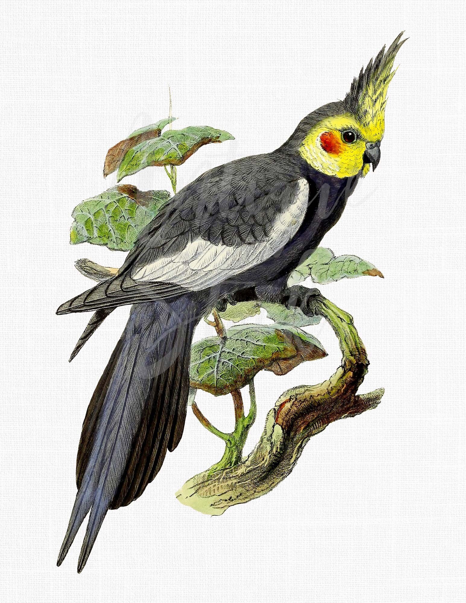 Cockatiel Clipart
