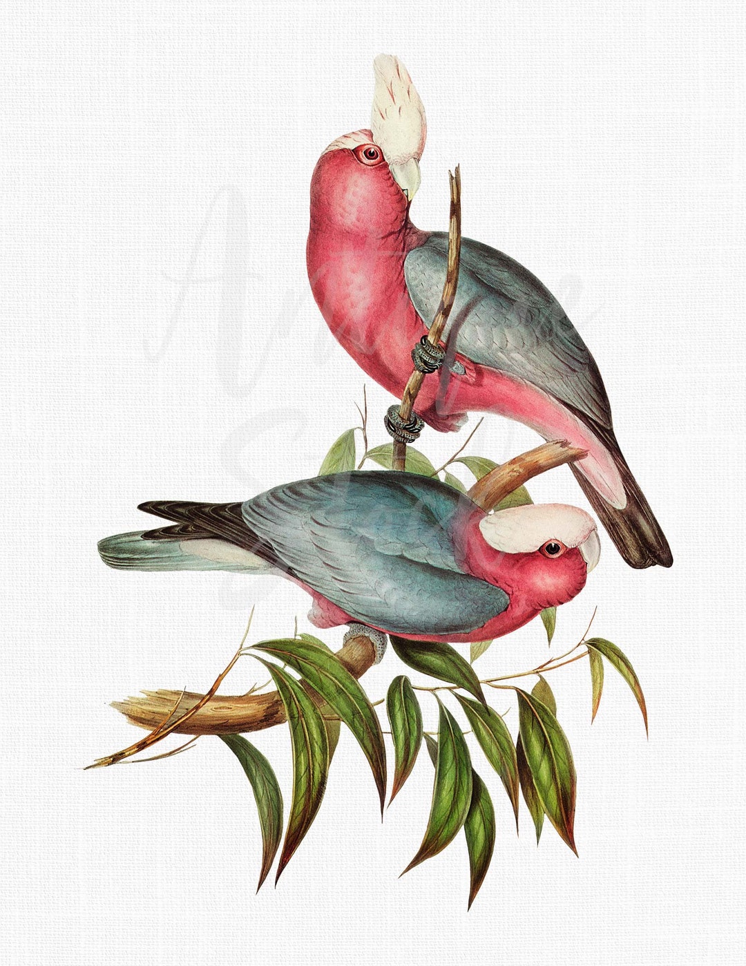 Vintage Bird Illustration "galah Cockatoos" Printable Image for Wall ...