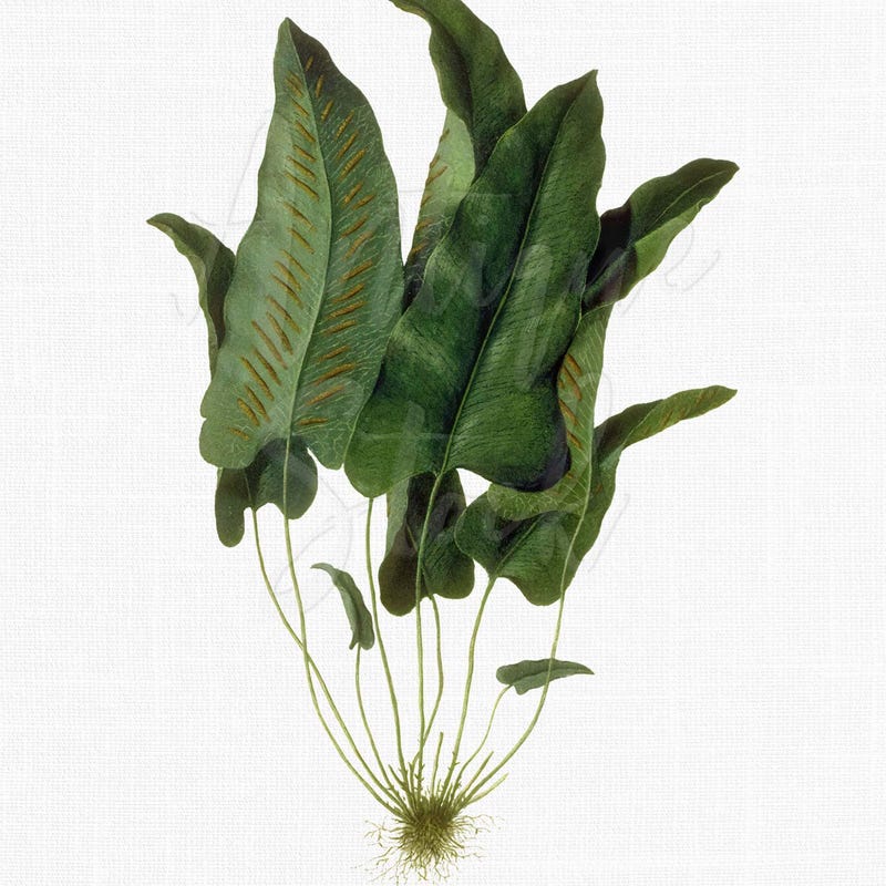 Antique Botanical Fern - Etsy