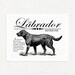 Labrador lab Typography Wall Art Print With Dictionary Style Definition ...