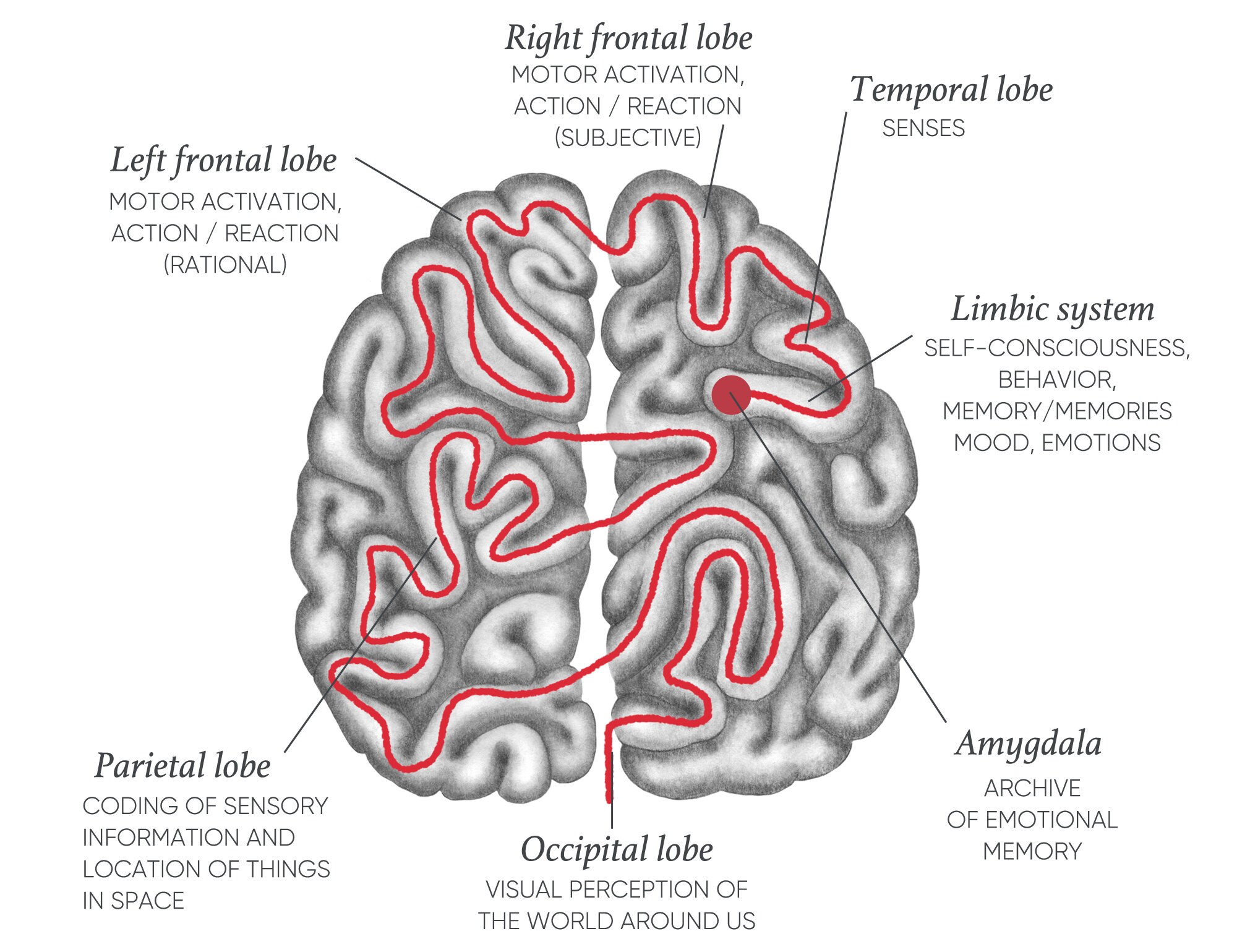 Real Brain Labeled