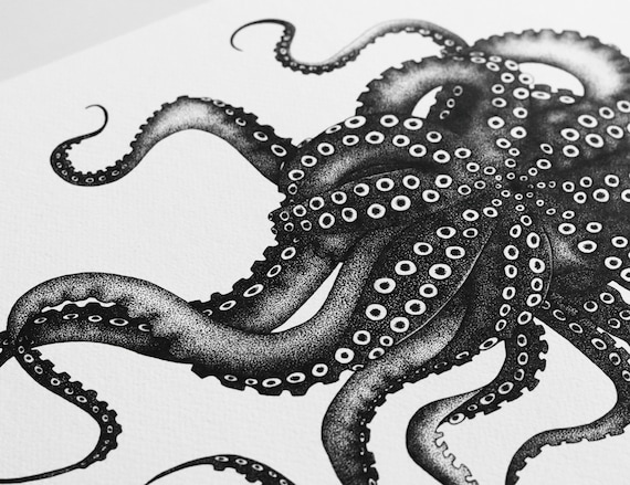 Octopus Drawing Art
