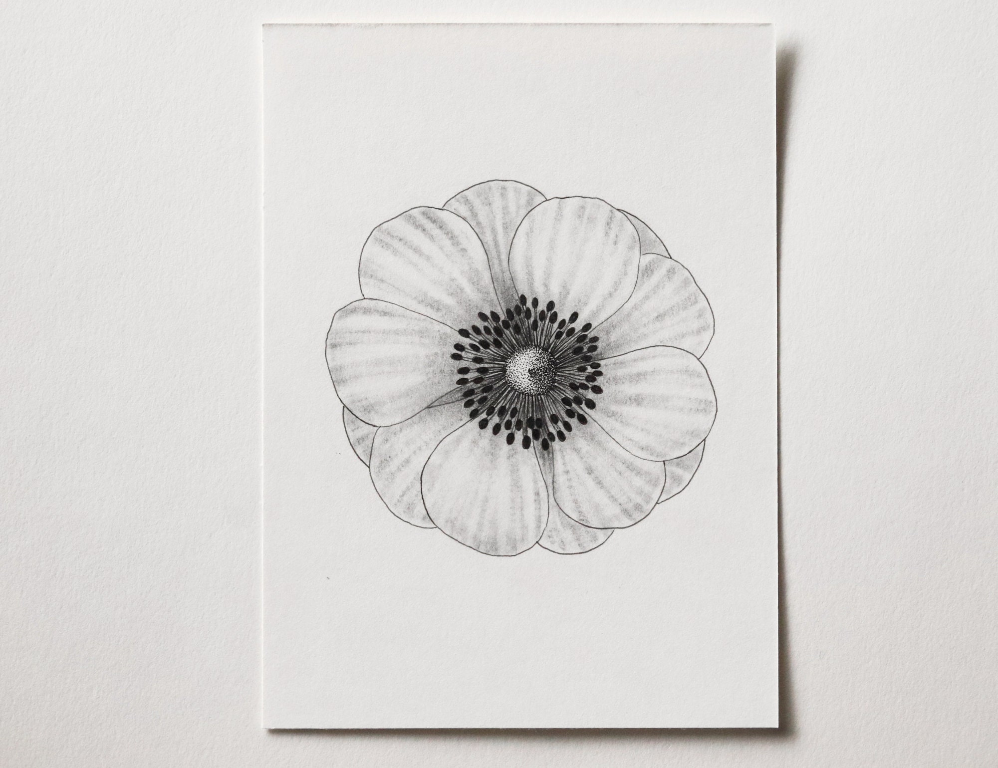 Anemone Flower Drawing