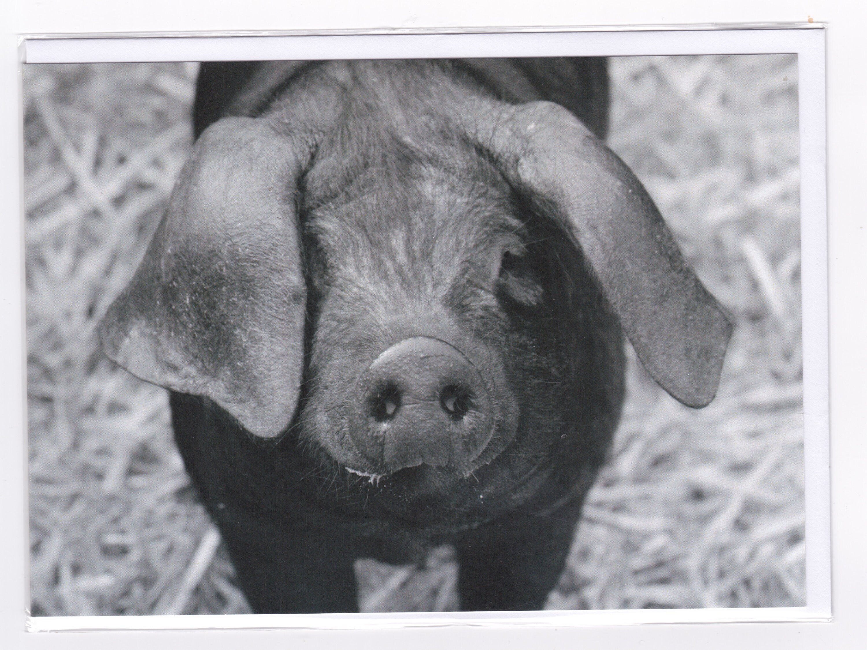 Floppy Eared Pig 5x7 Greeting Card Blank - Etsy