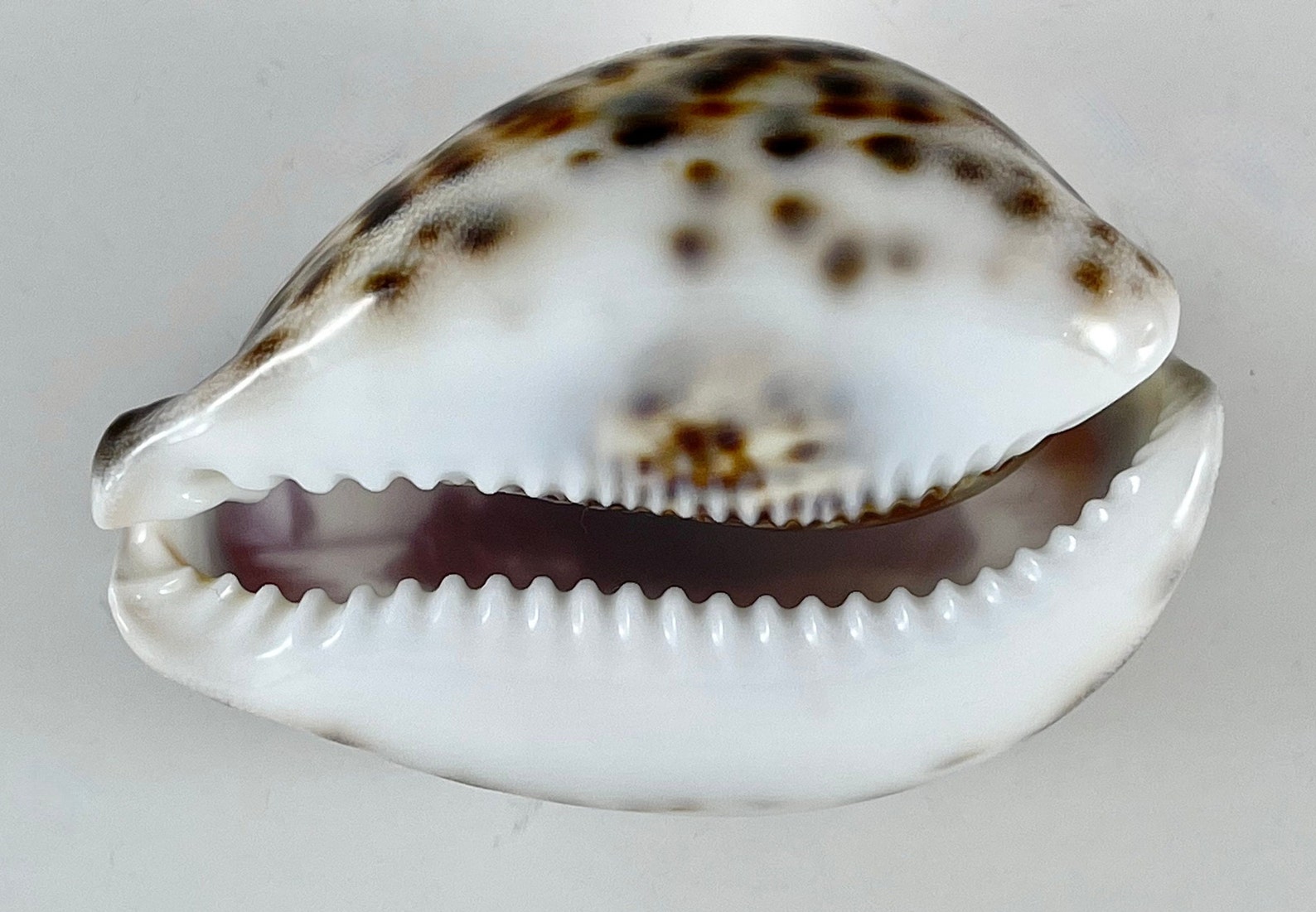 Vintage 1980s Etched Oregon Coast Ocean Scene on A Tiger - Etsy