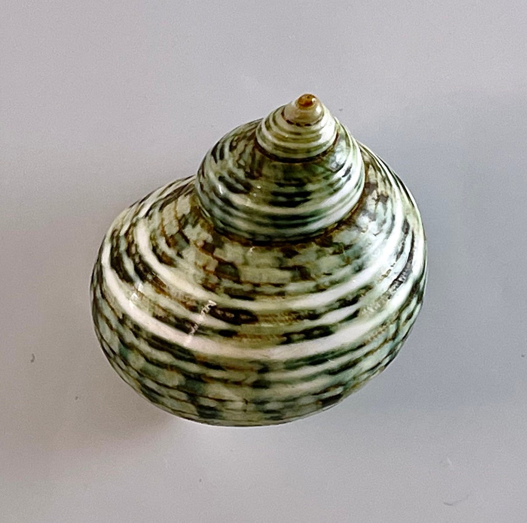 Vintage 1980s Snail Sea Shell Refrigerator Magnet - Etsy