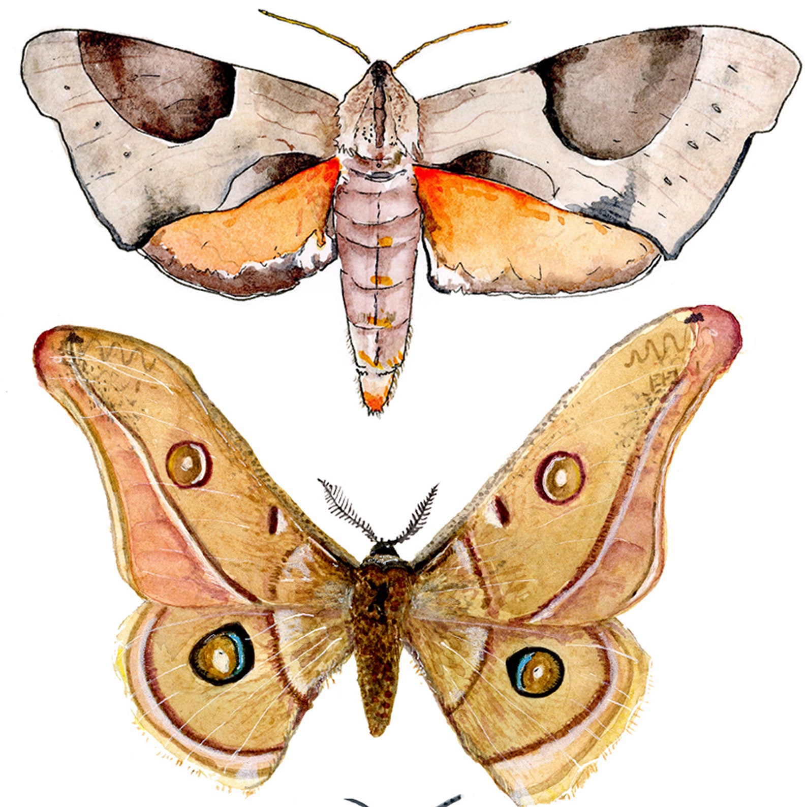 Moth print nature study moth butterfly kids room art | Etsy