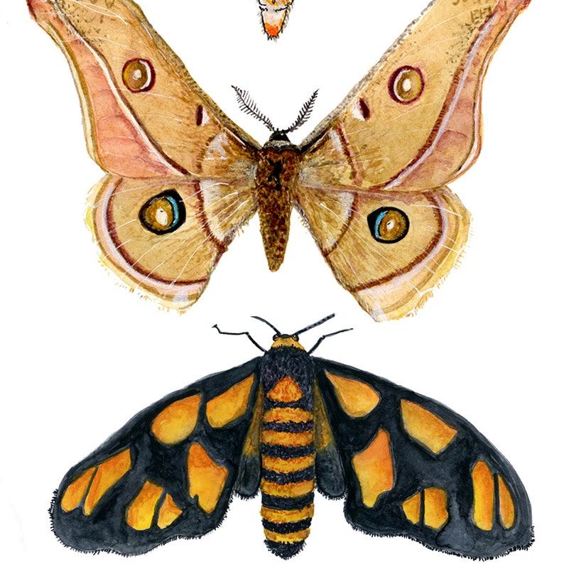 Moth Print, Nature Study, Moth Butterfly, Kids Room Art, Entomology ...
