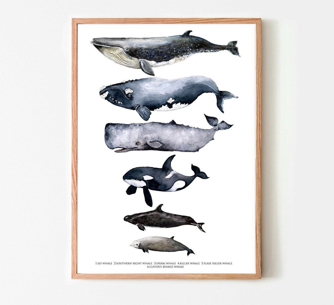 Whale Chart, Australian Whales, Whale Poster; Killer Whale - Etsy