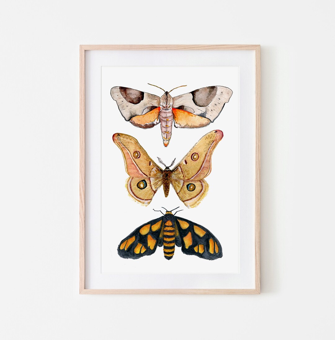 Moth Print, Nature Study, Moth Butterfly, Kids Room Art, Entomology ...