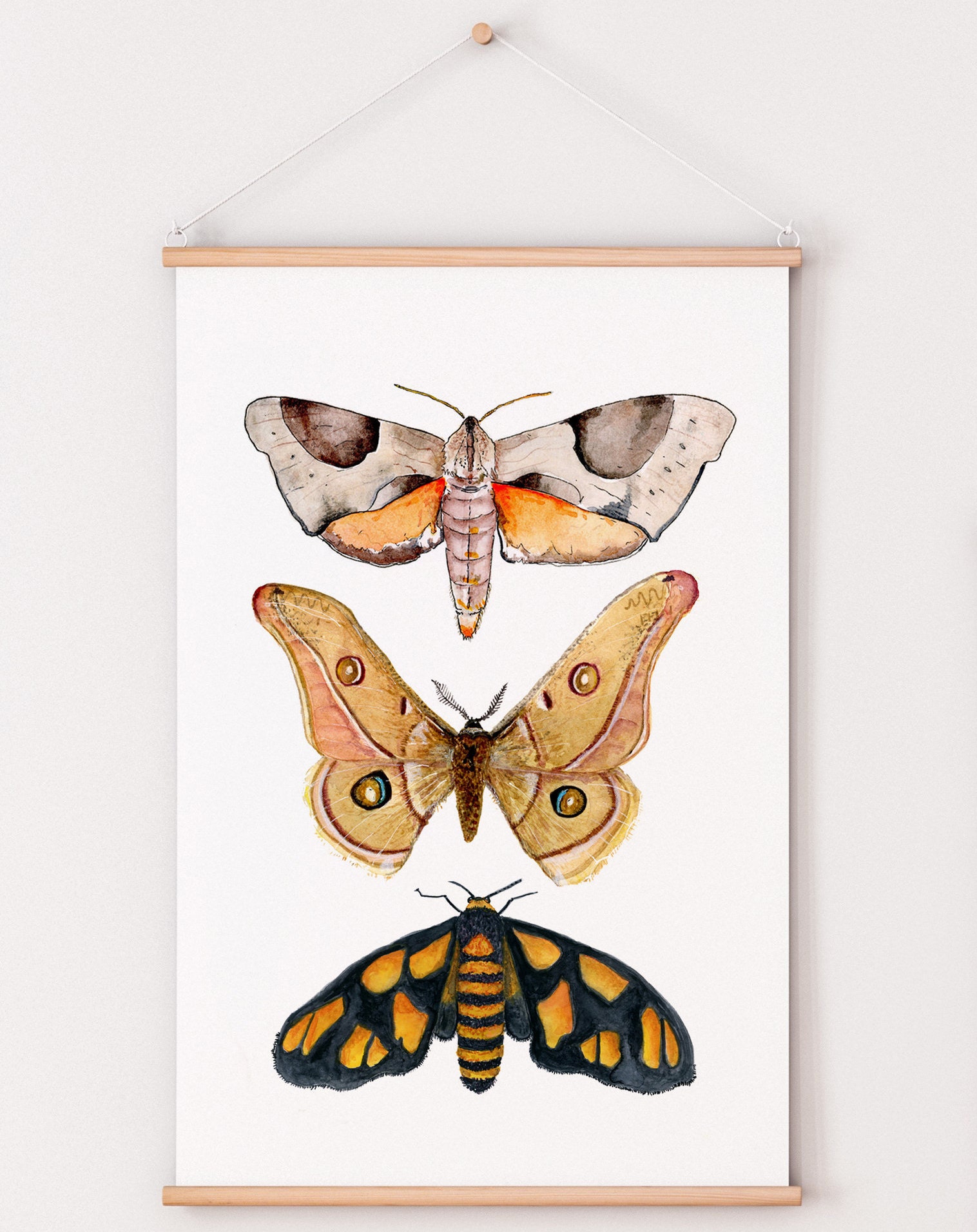 Moth print nature study moth butterfly kids room art | Etsy