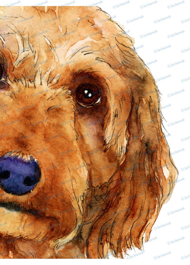 Watercolor Dog Clipart. Digital Art Download Golden Cockapoo | Etsy