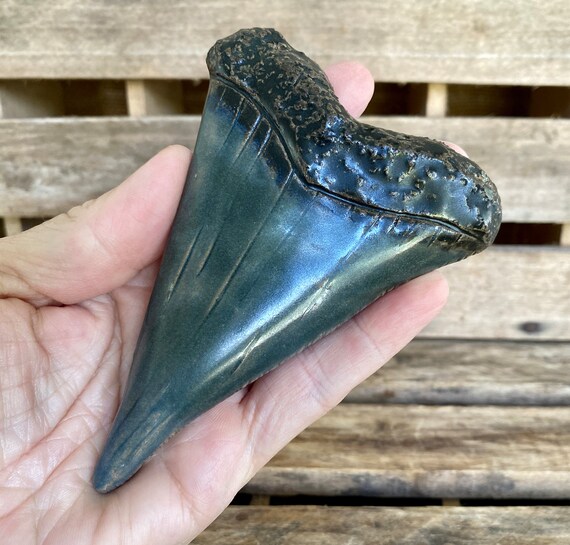 Megalodon Shark Tooth Replica
