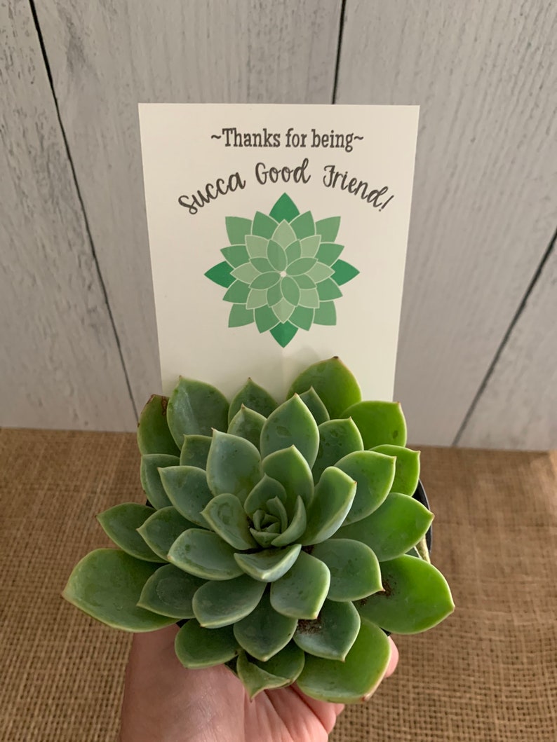 Succulent Gift Tag Printable, Teacher Nurse Appreciation (PDF) - Etsy