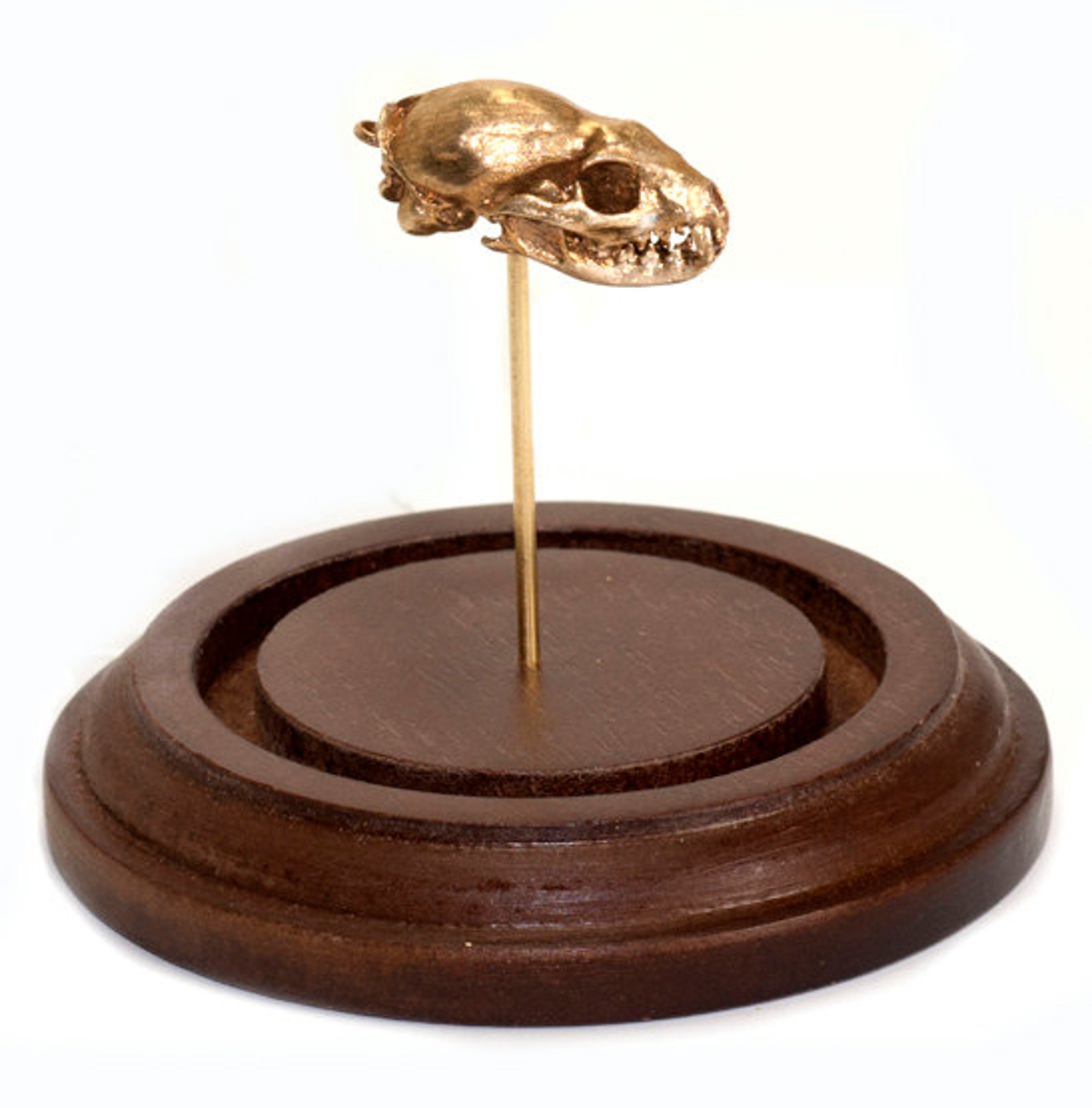 Mongoose Skull 3D Printed Pendant and Display in Glass Dome - Etsy
