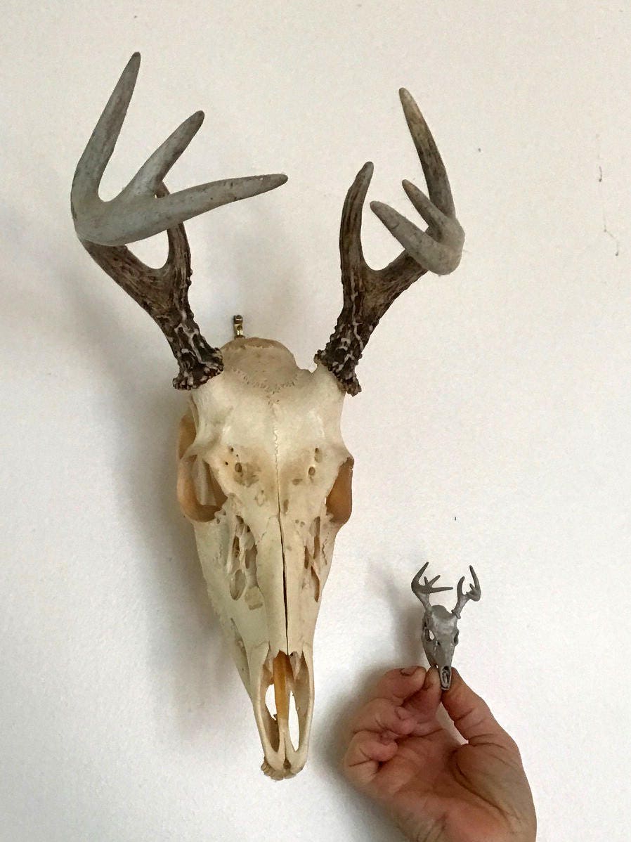 8-Point Buck Skull Deer Skull 3D Printed Animal Skulls | Etsy