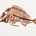 Porgy Fish Skeleton Earrings Porgy Earrings Fish Earrings Fish Skeleton ...