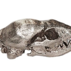 Mongoose Jewelry White Bronze Taxidermist Necklace Animal Skull Pendant ...