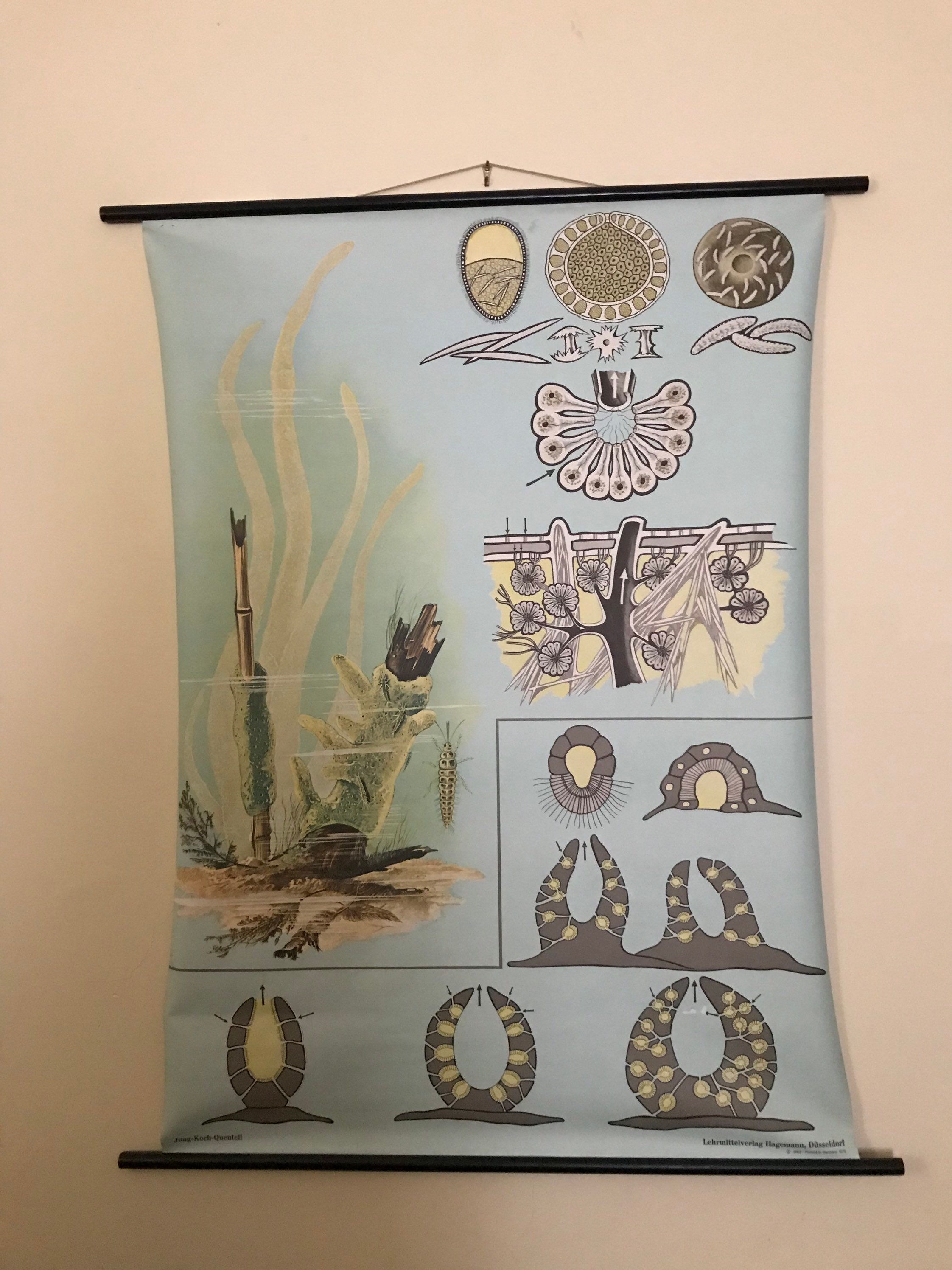 Vintage Botanical Chart Sea Sponge Chart School Scientific Nautical ...